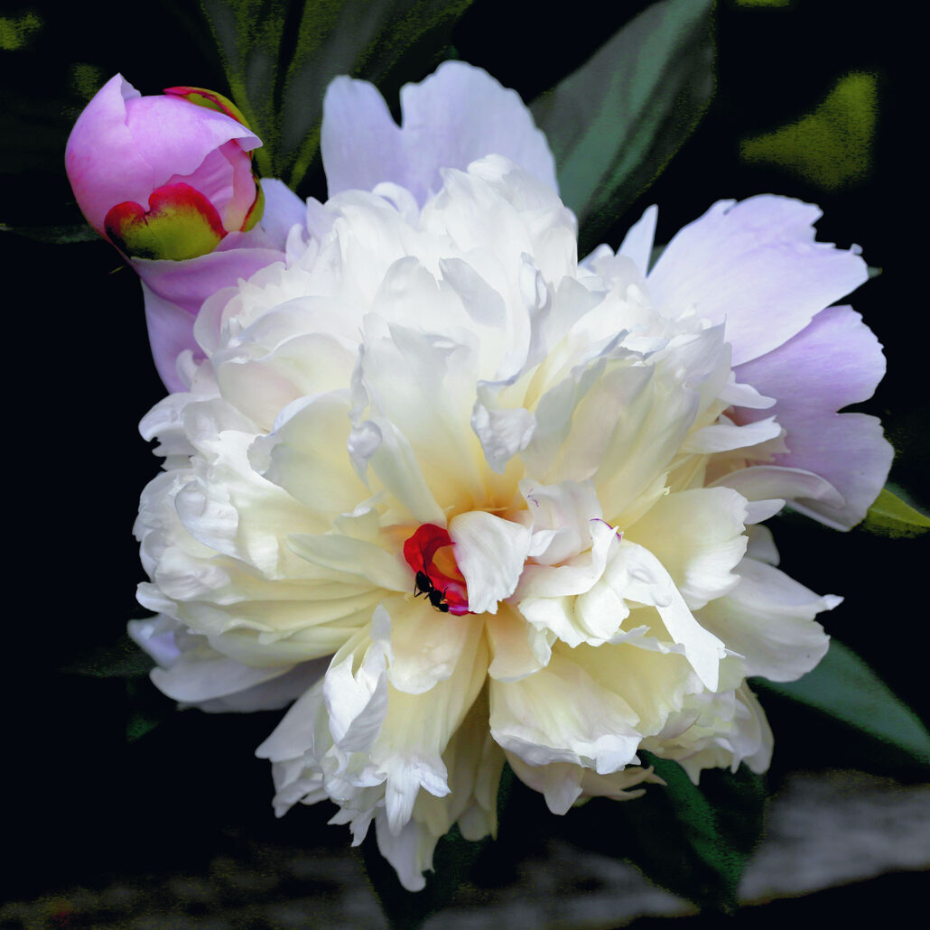The Peony Project – Jerry Novesky